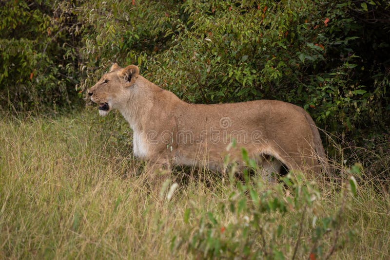 Lioness Stands in Profile in Long Grass Stock Photo - Image of masai ...