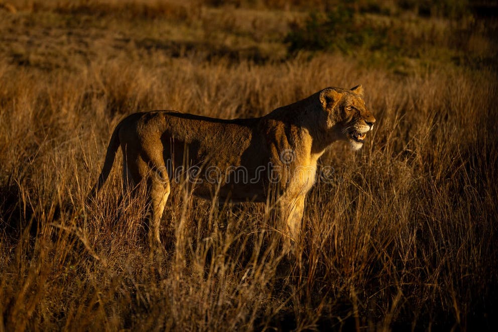Lioness Stands in Profile with Open Mouth Stock Image - Image of nature ...