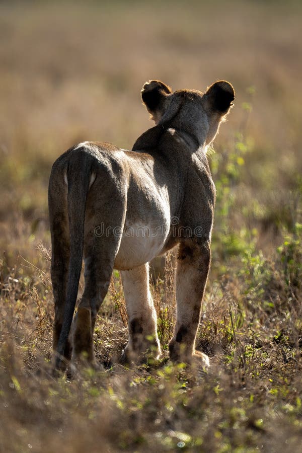 Lioness Stands Staring with Back To Camera Stock Image - Image of ...