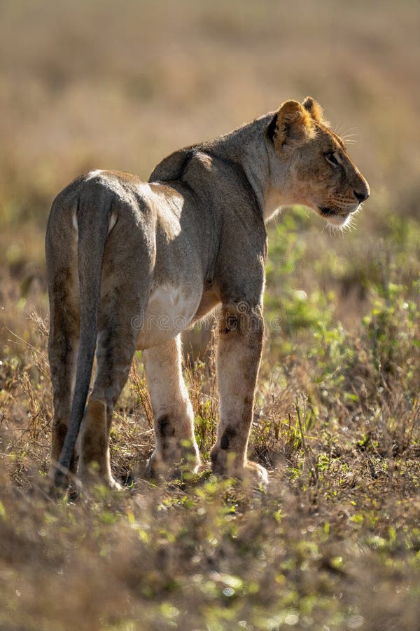Lioness Stands Turning Head on Sunlit Grass Stock Photo - Image of ...