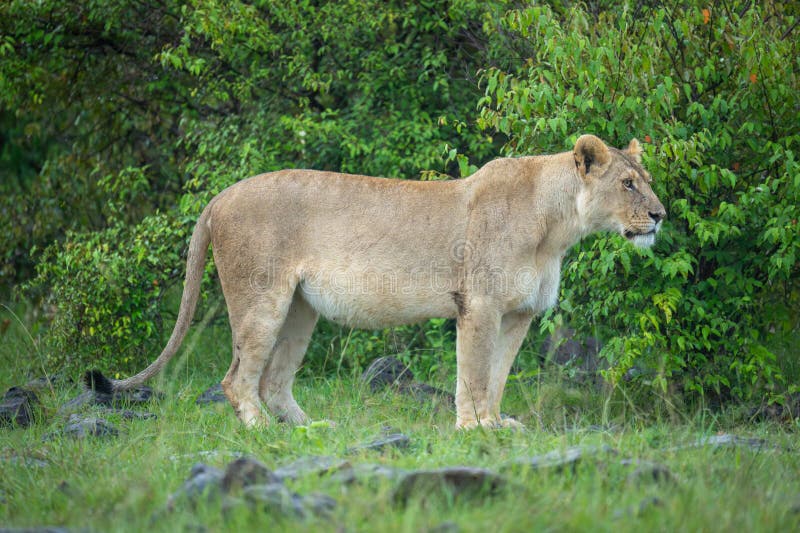Lioness Stands Watching Camera in Rocky Grassland Stock Image - Image ...