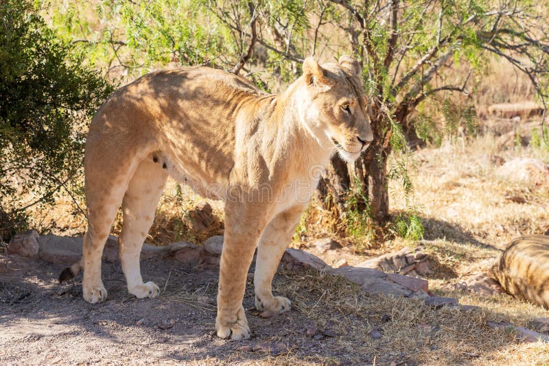 Stretching lioness stock photo. Image of animals, mammals - 303523782