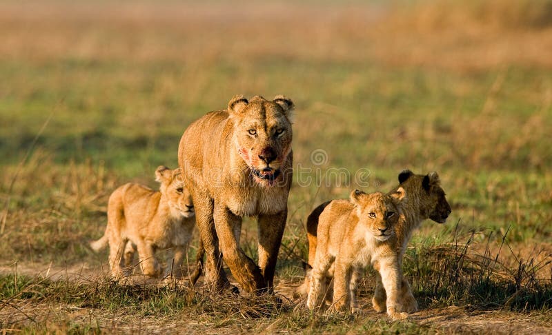 Lioness and four cubs stock photo. Image of mammiferi - 7415894