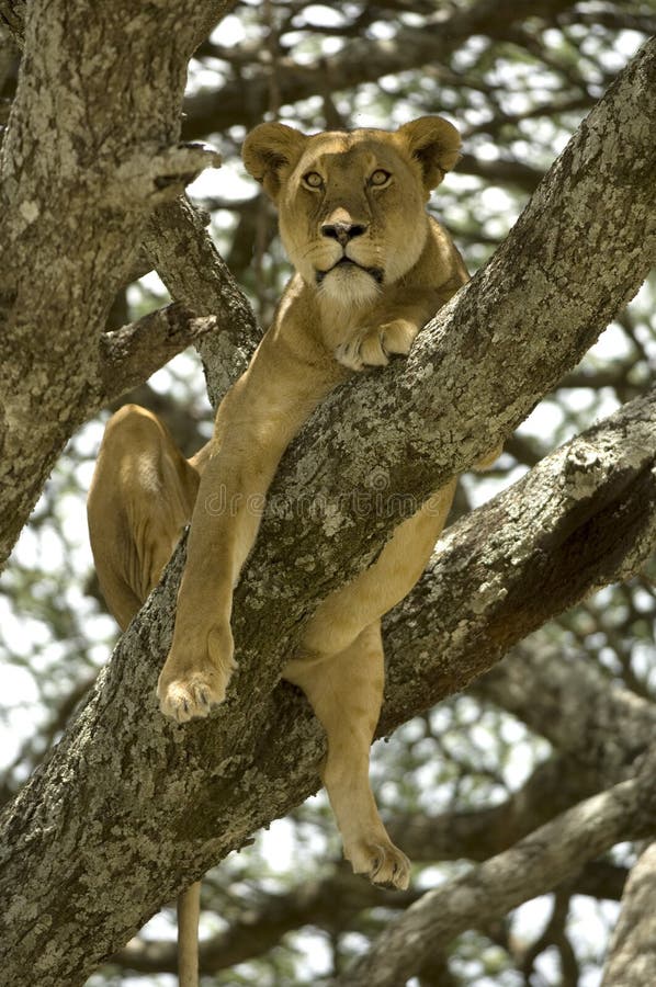 Lioness in the tree stock photo. Image of nature, resting - 7136962