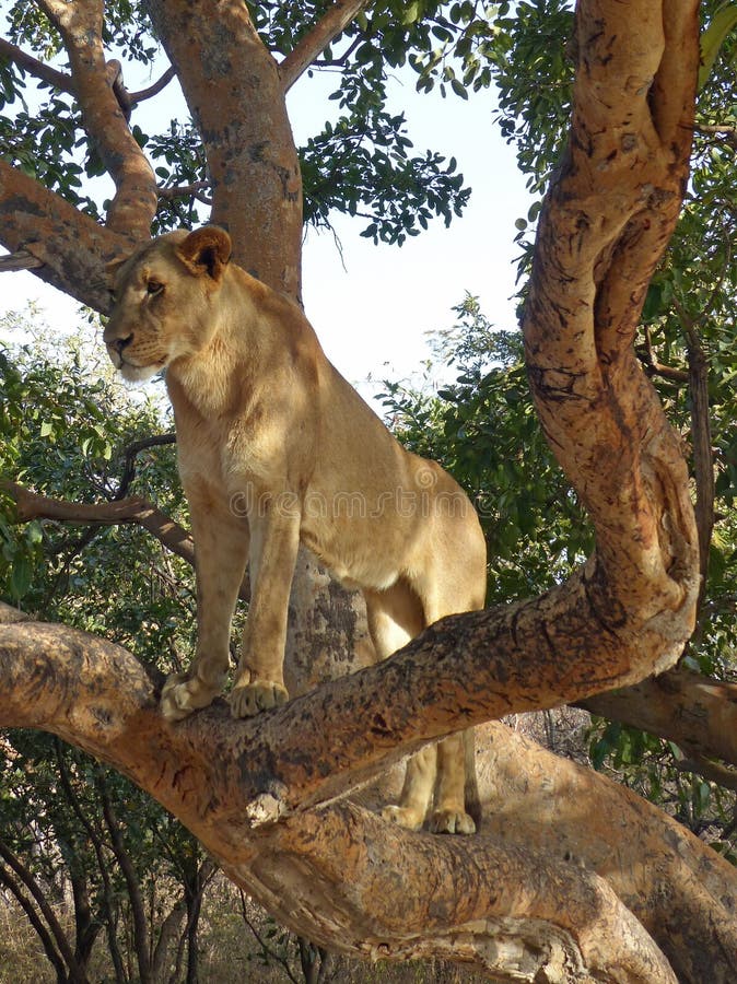 Lioness in a tree stock image. Image of hunter, yellow - 39401099