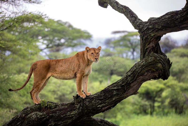 The Lioness on a Tree, Finding Her Pack Stock Photo - Image of fauna ...