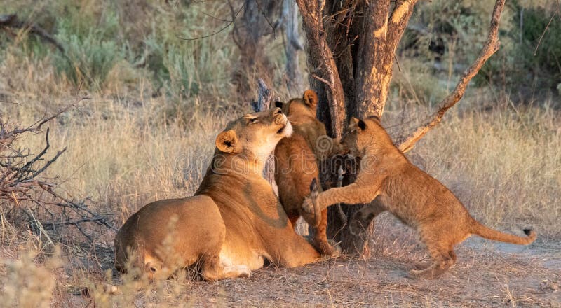 195 African Lioness Two Cubs Stock Photos - Free & Royalty-Free Stock ...