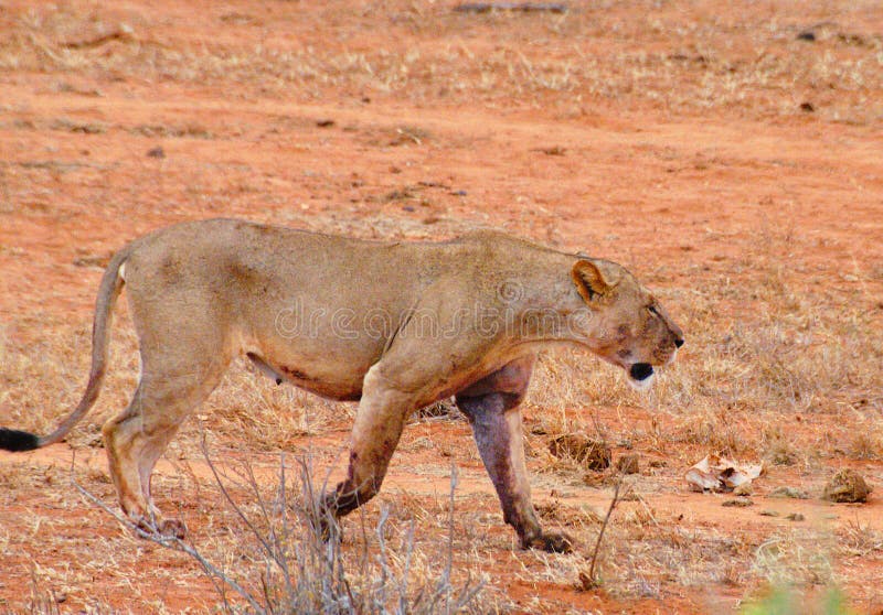 Lioness Walks N the Typical Red Earth in Kenya Stock Photo - Image of ...