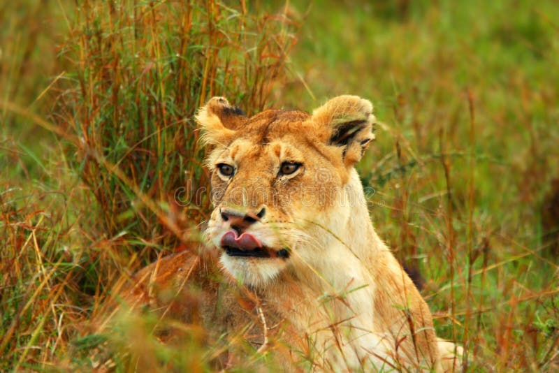 Lioness in the wild stock image. Image of safari, african - 14174677