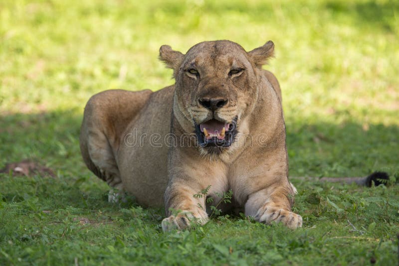 Pregnant Lioness in the Zoo Stock Image - Image of lies, lioness: 103667133
