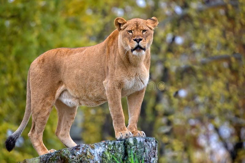 Lioness in the wild stock image. Image of wildlife, lion - 62635823