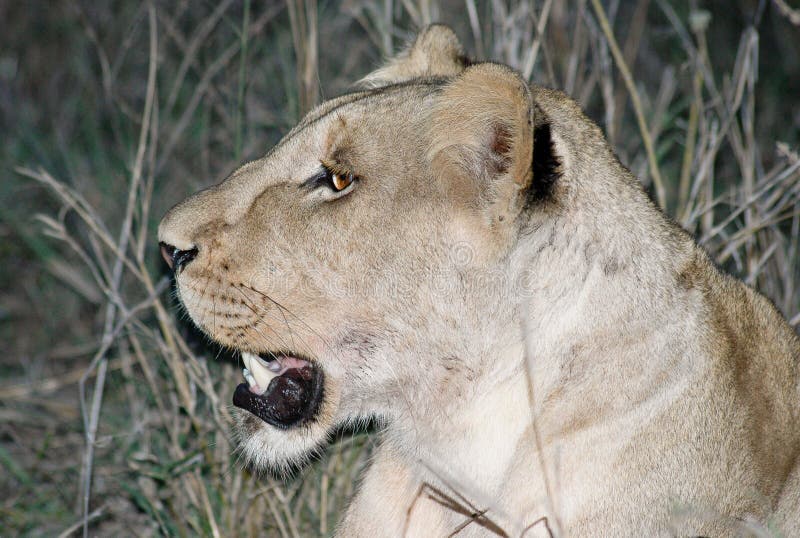 Fierce lioness - ulsduse