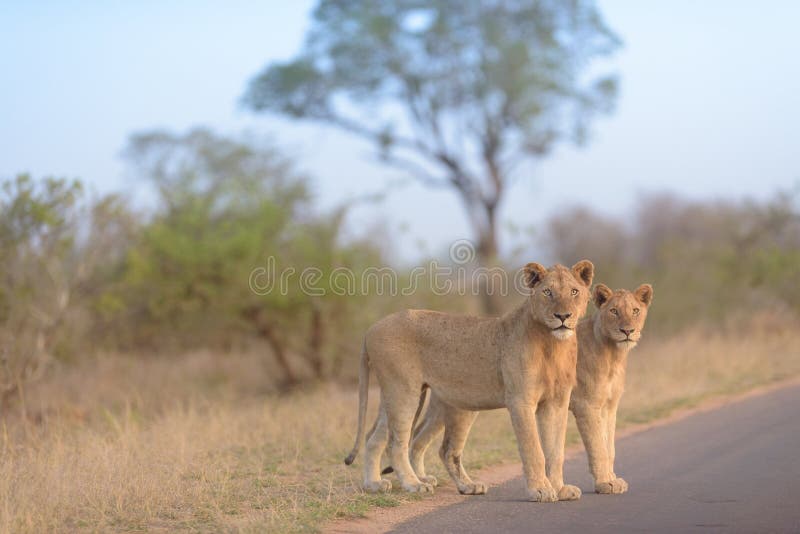 Lioness in the wilderness stock image. Image of hostile - 174875831