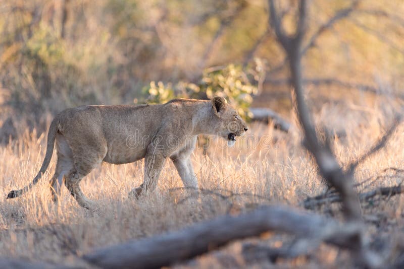 Lioness in the wilderness stock photo. Image of hostile - 174876788