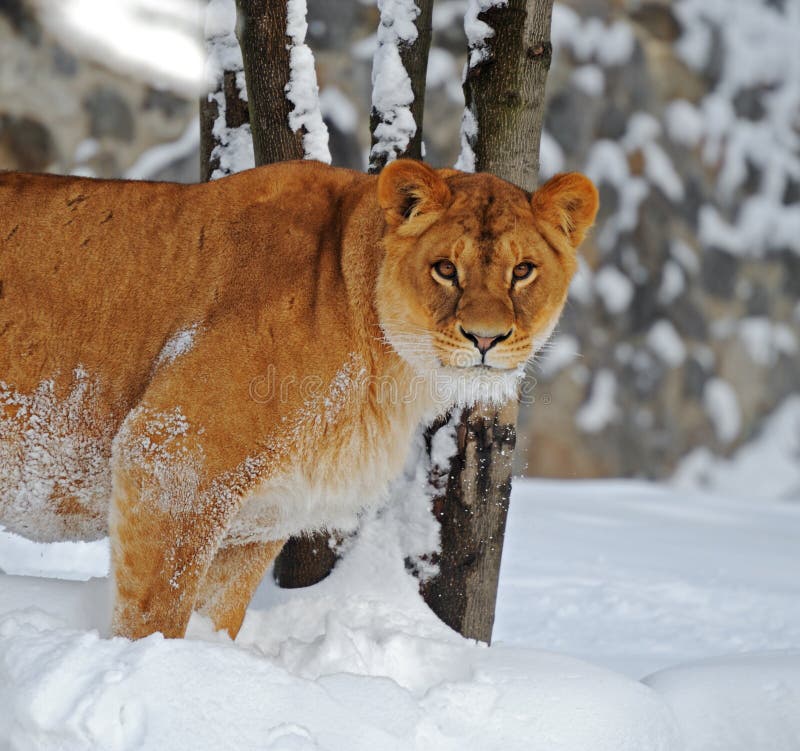 Lion stock image. Image of walk, winter, nature, animal - 37954501