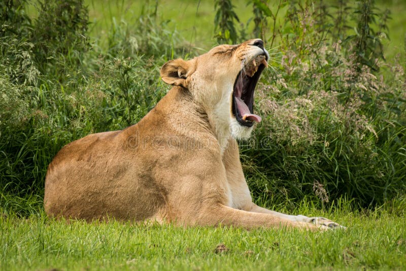 Lioness yawning stock photo. Image of wildlife, yawn - 73617062