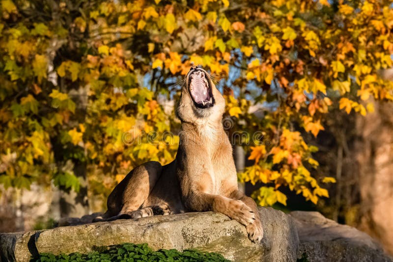 A Lioness Yawning, Portrait Stock Photo - Image of king, beautiful ...