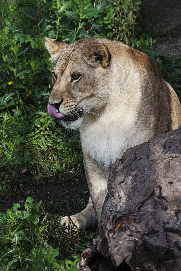 Lioness stock photo. Image of lion, mammal, beast, africa - 43971730