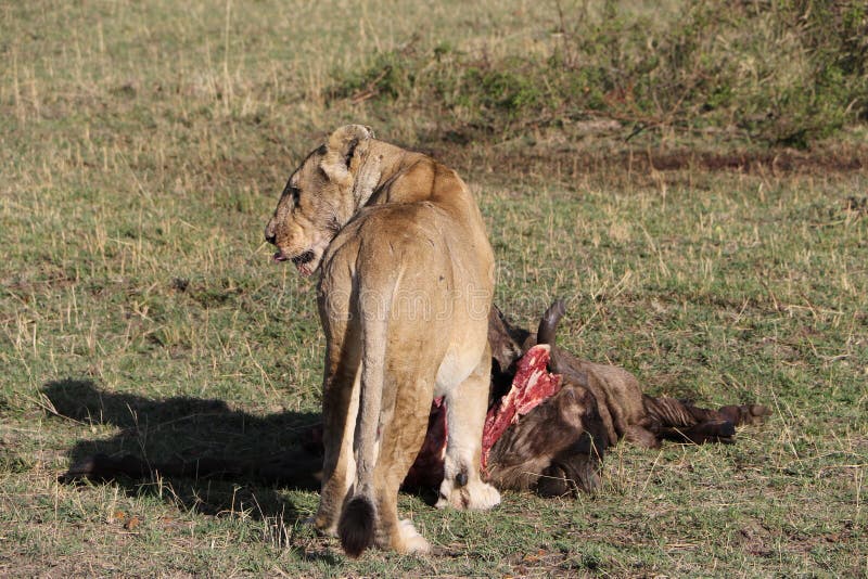 Lionesse eating prey stock photo. Image of wildanimals - 93020360