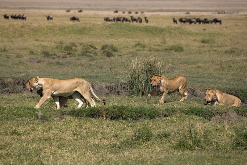 Lionesses stock photo. Image of safari, adventure, savanna - 504966