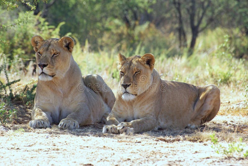 Lionesses in africa stock photo. Image of cats, savanna - 7674196