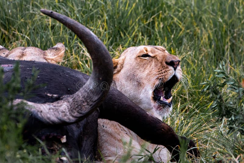 Lionesses with Prey Lying on the Grass Stock Image - Image of grass ...