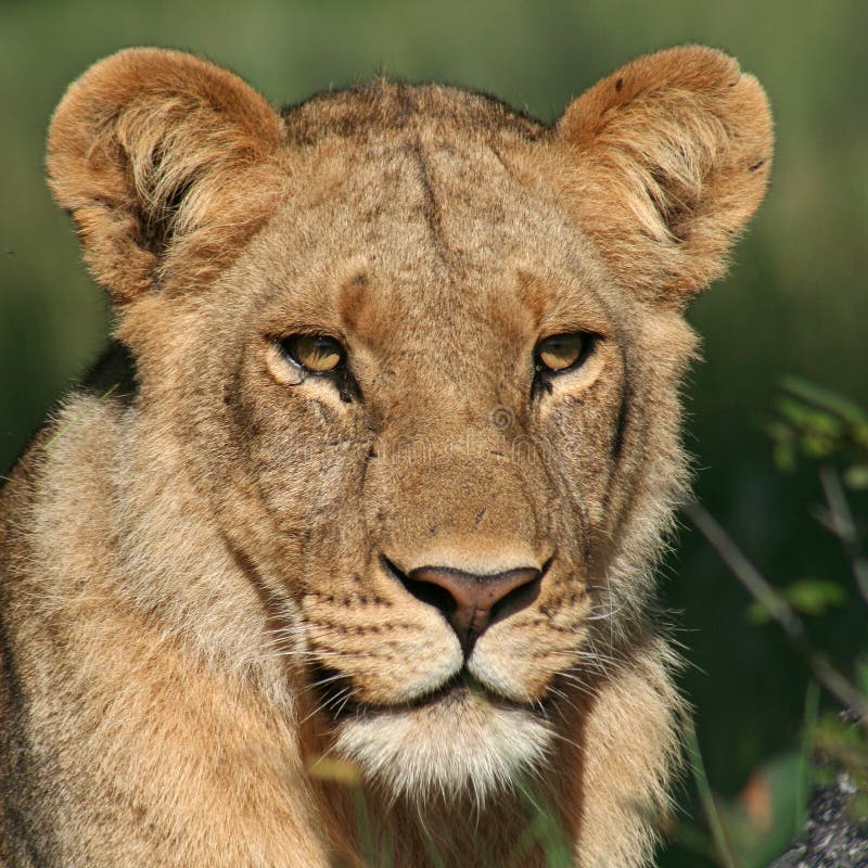 SAD lioness arkivfoto. Bild av byte, äta, nederlag, förlorat - 16687436