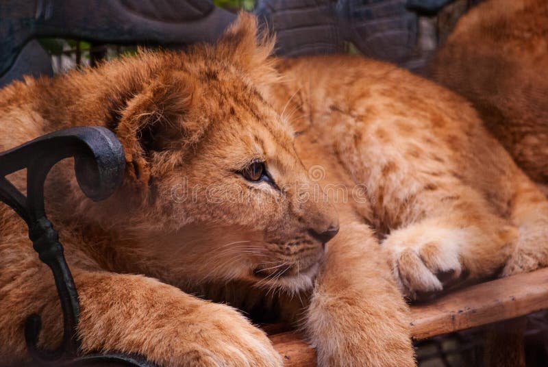 Lionet and cat stock photo. Image of friendly, amity - 22169440