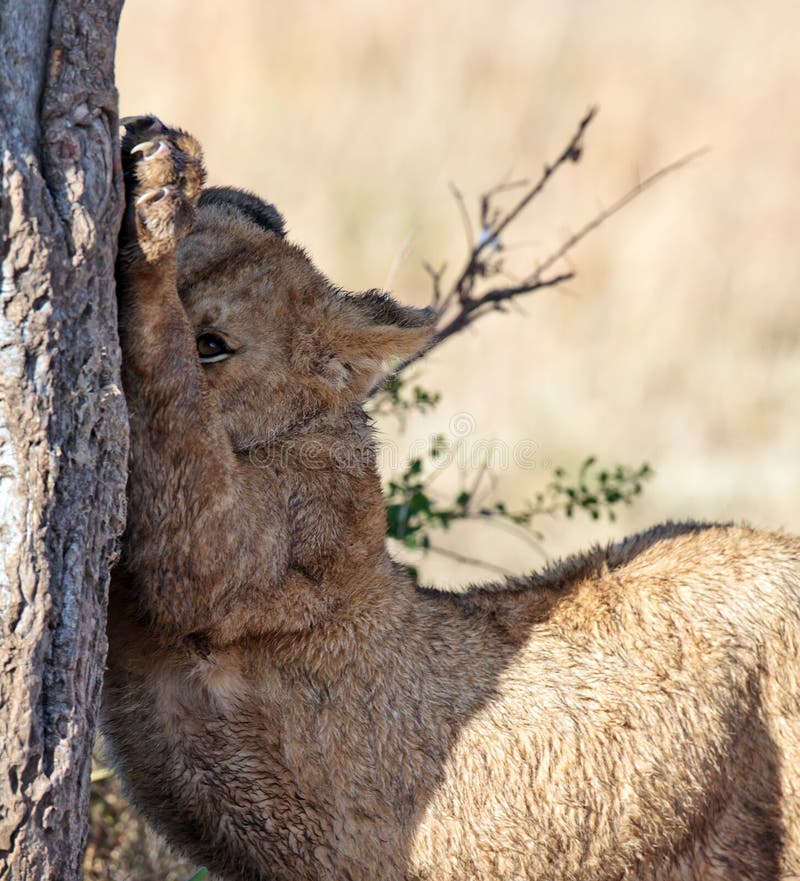 Lionet and cat stock photo. Image of friendly, amity - 22169440