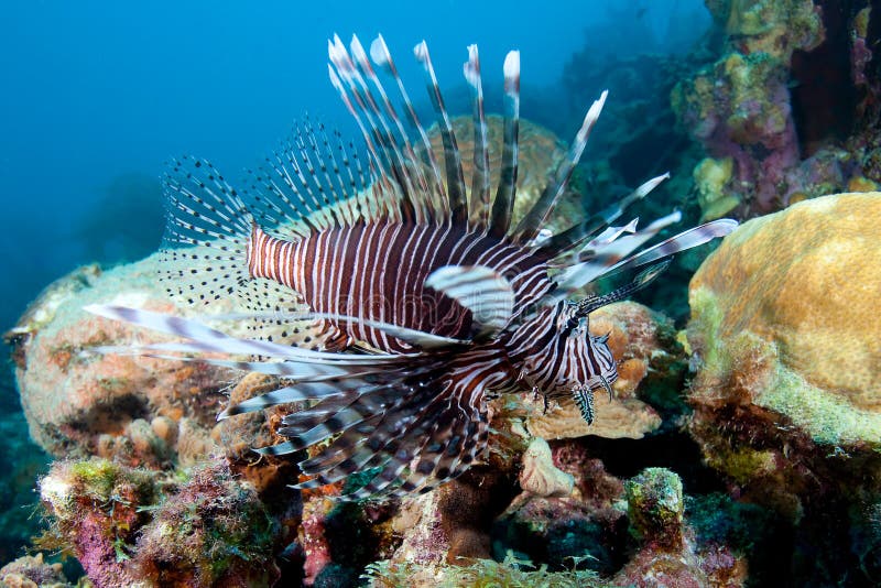 Lionfish stock photo. Image of diving, scuba, lion, stripes - 18260554