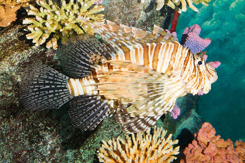 Lionfish stock image. Image of blue, lionfish, looking - 19258619