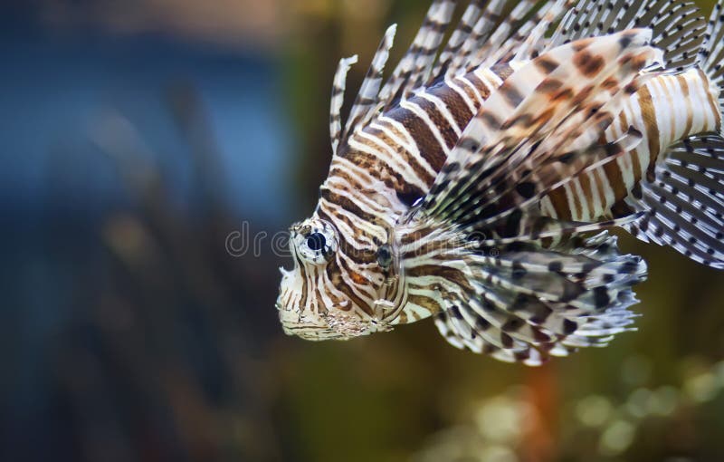 Lionfish stock image. Image of fish, reef, closeful, volitans - 21773521