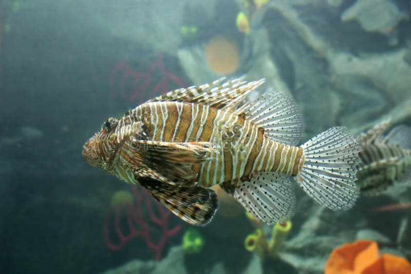 Giant Red LionFish stock photo. Image of island, long - 4485448