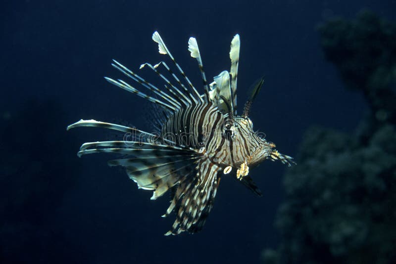 Lionfish stock image. Image of dragonfish, exotic, lionfish - 22988821