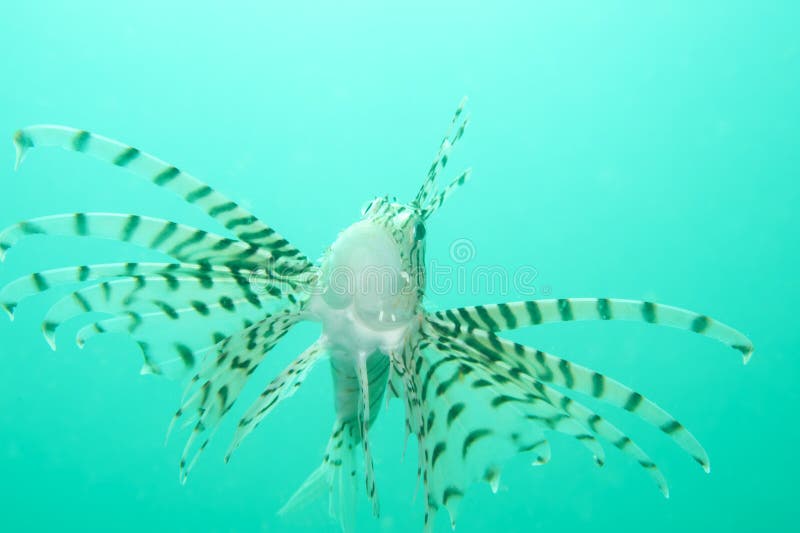 Lionfish stock image. Image of underwater, scuba, heterotherm - 23123229
