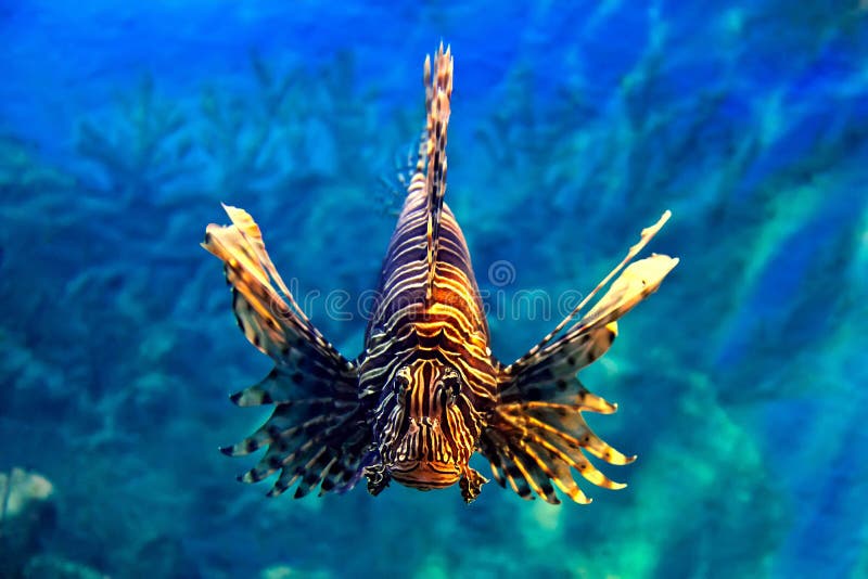 Lionfish stock photo. Image of aquarium, poisonous, blue - 25087348