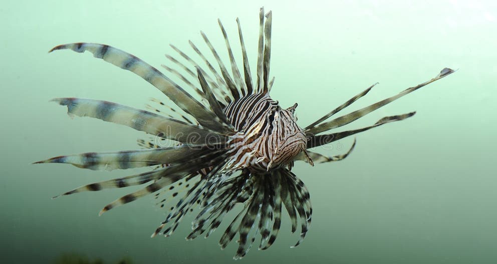 190 Beautiful Invasive Lionfish Stock Photos - Free & Royalty-Free ...