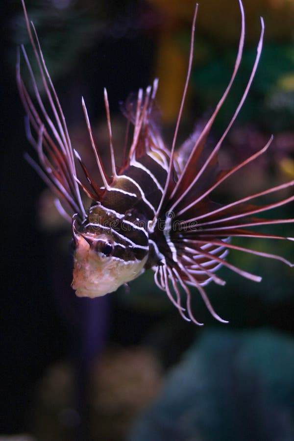 Lionfish stock image. Image of venom, fish, spine, poisonous - 3067507