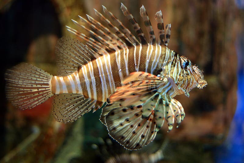 Giant Red LionFish stock photo. Image of island, long - 4485448