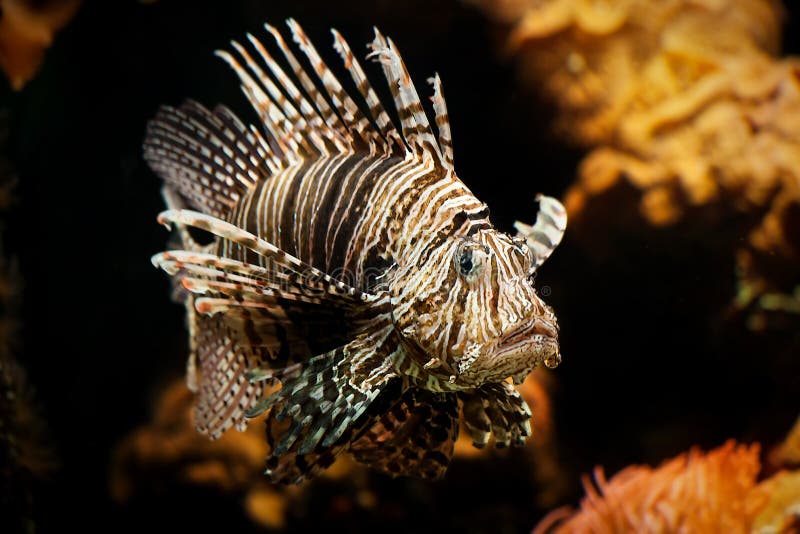 Lionfish Aquarium Picture. Image: 98610278