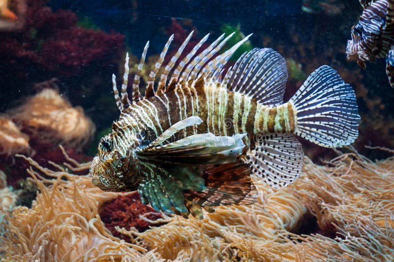 Red Lionfish Illuminated in the Dark Water of an Aquarium Stock Photo ...