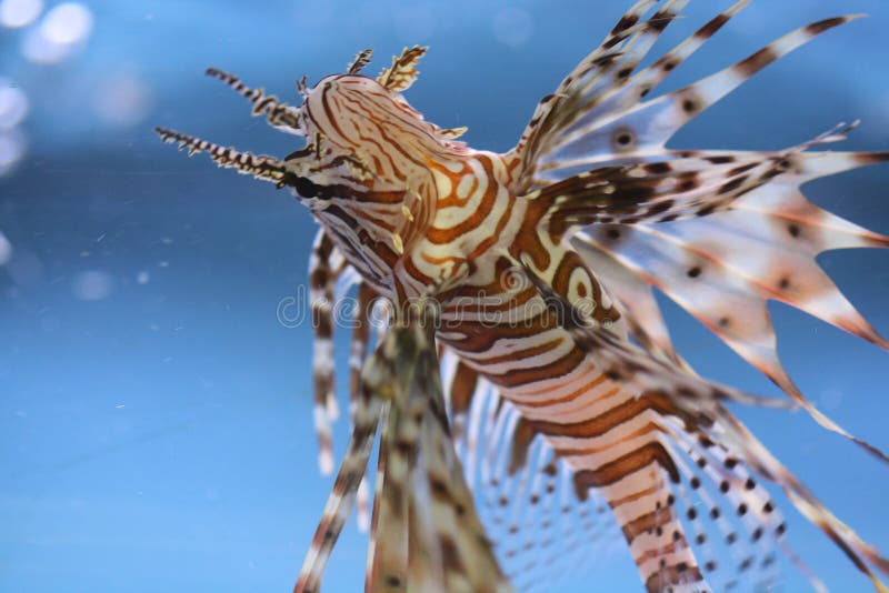 Lionfish stock image. Image of pretty, fish, lionfish - 70155949
