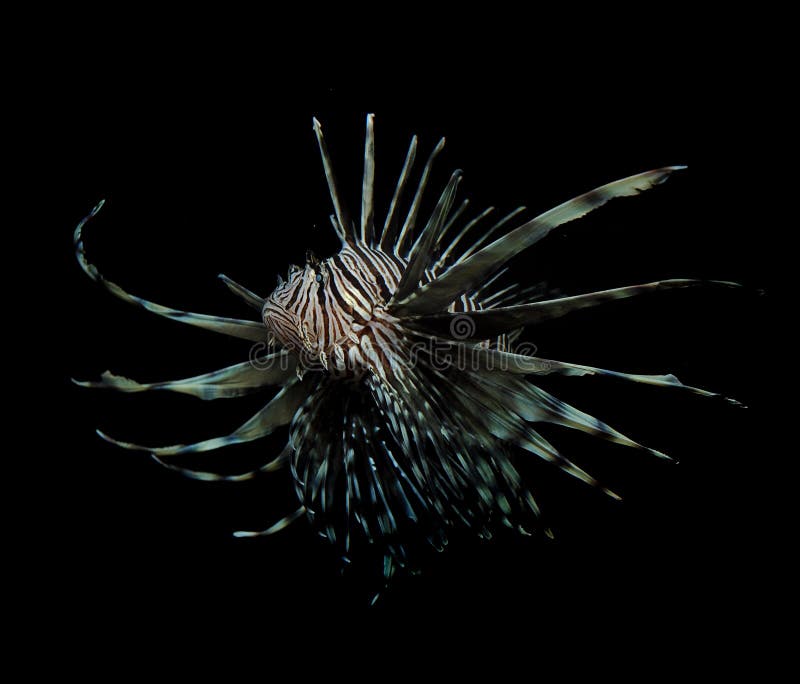Black lionfish stock image. Image of lionfish, venomous - 35913297
