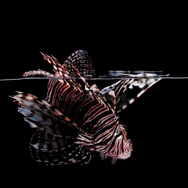 Black lionfish stock image. Image of lionfish, venomous - 35913297