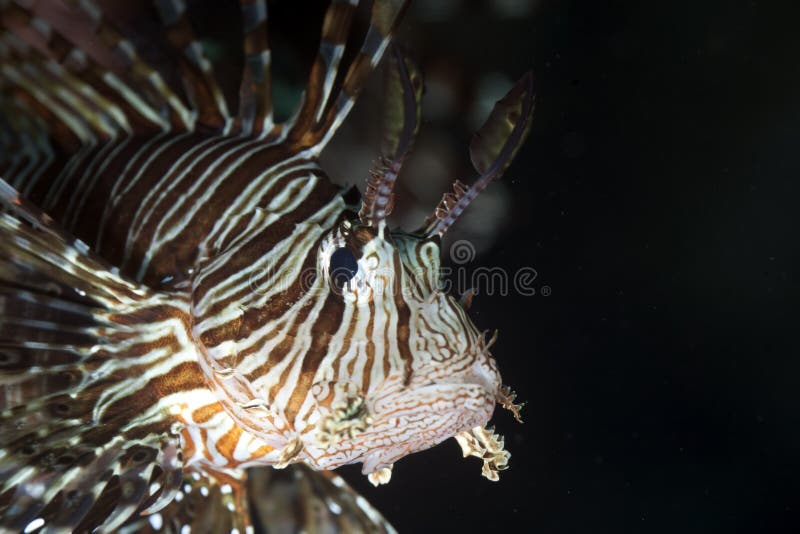 Lionfish close-up. stock photo. Image of aquatic, underwater - 11029204