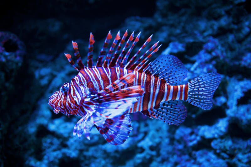 3+ Scorpion fish poisonous fins Free Stock Photos - StockFreeImages