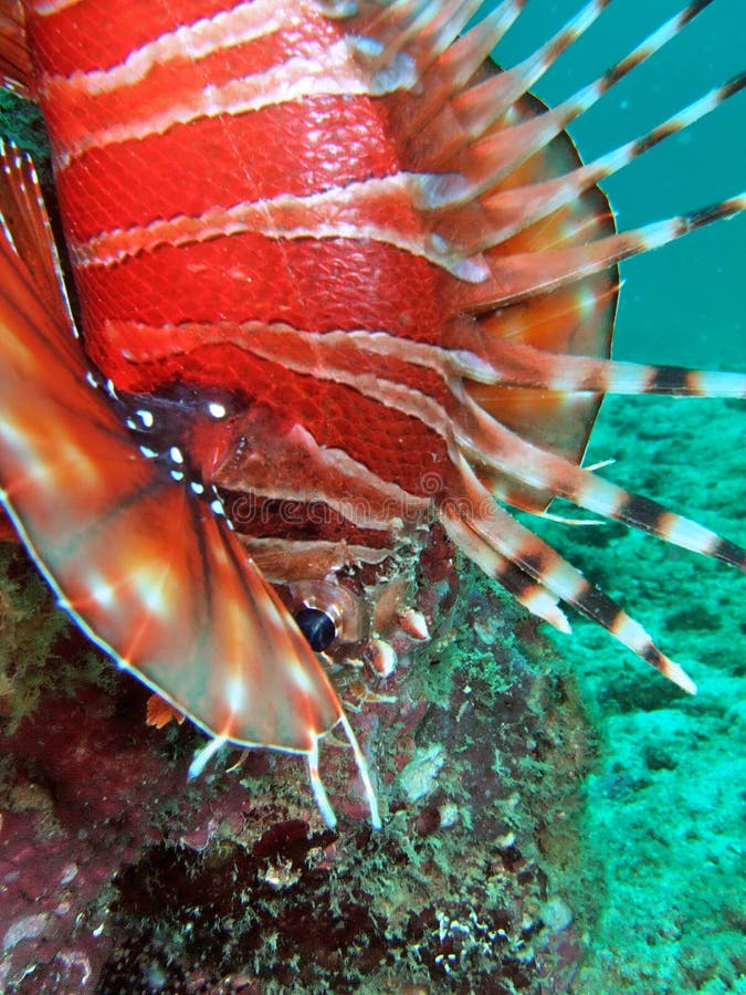 Red Dangerous Fish in the Coral Reef Stock Image - Image of bahamas ...