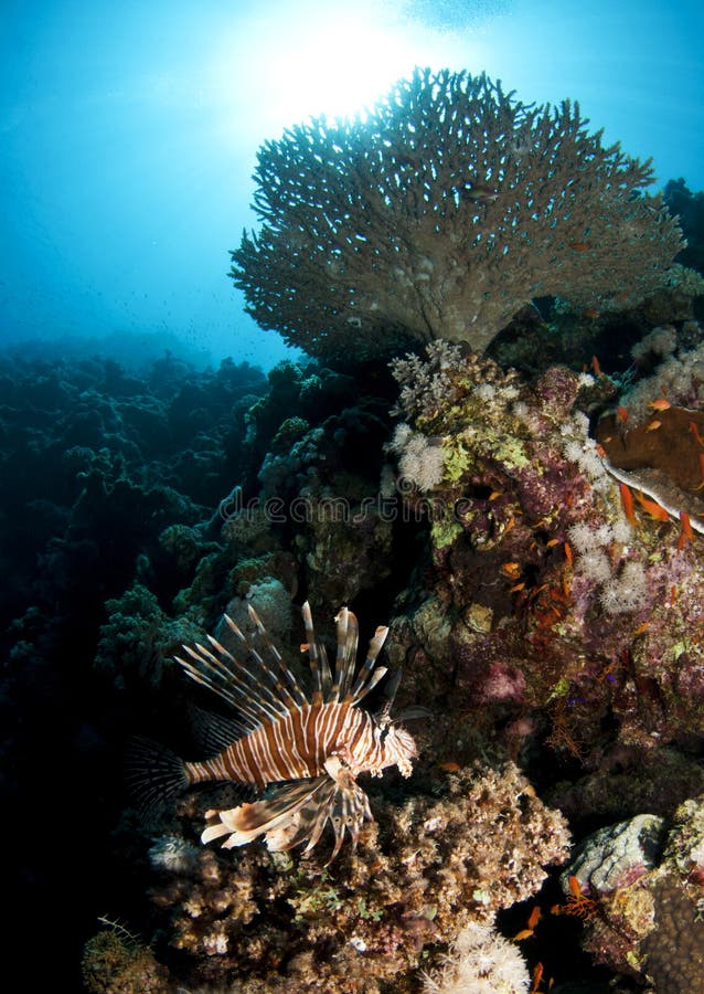 Lionfish and coral stock photo. Image of underwater, pink - 15267276