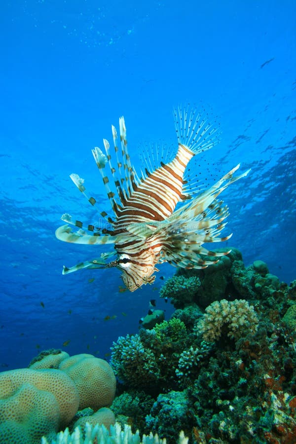 Lionfish and Coral Reef stock photo. Image of ocean, marine - 12219198