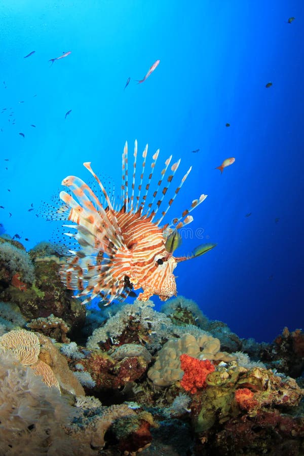 Lionfish on Coral Reef stock image. Image of sunbeams - 22538235